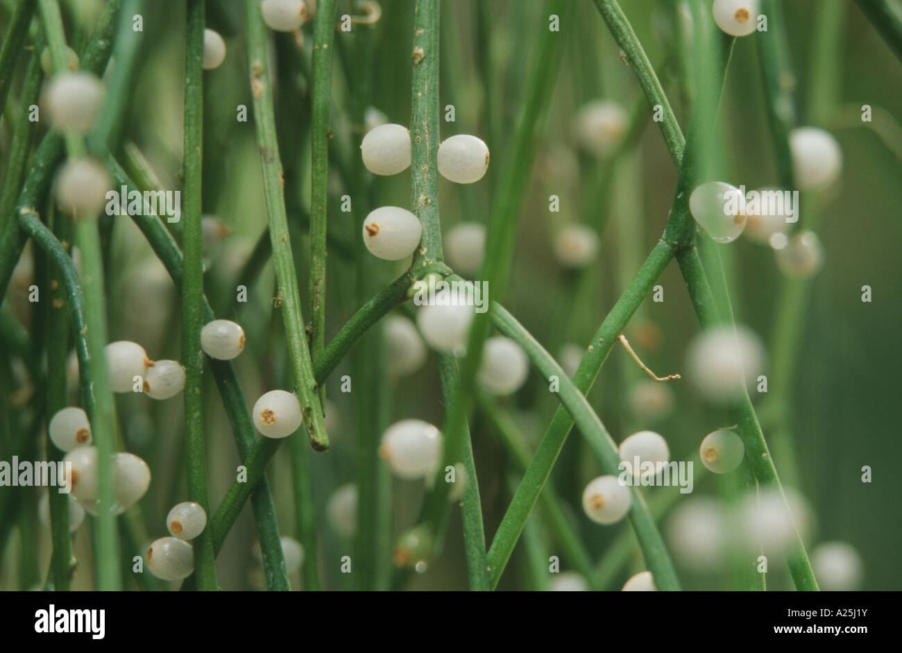 Cactus-gui (Rhipsalis gracilis, Rhipsalis salicornioides var. gracilis ...