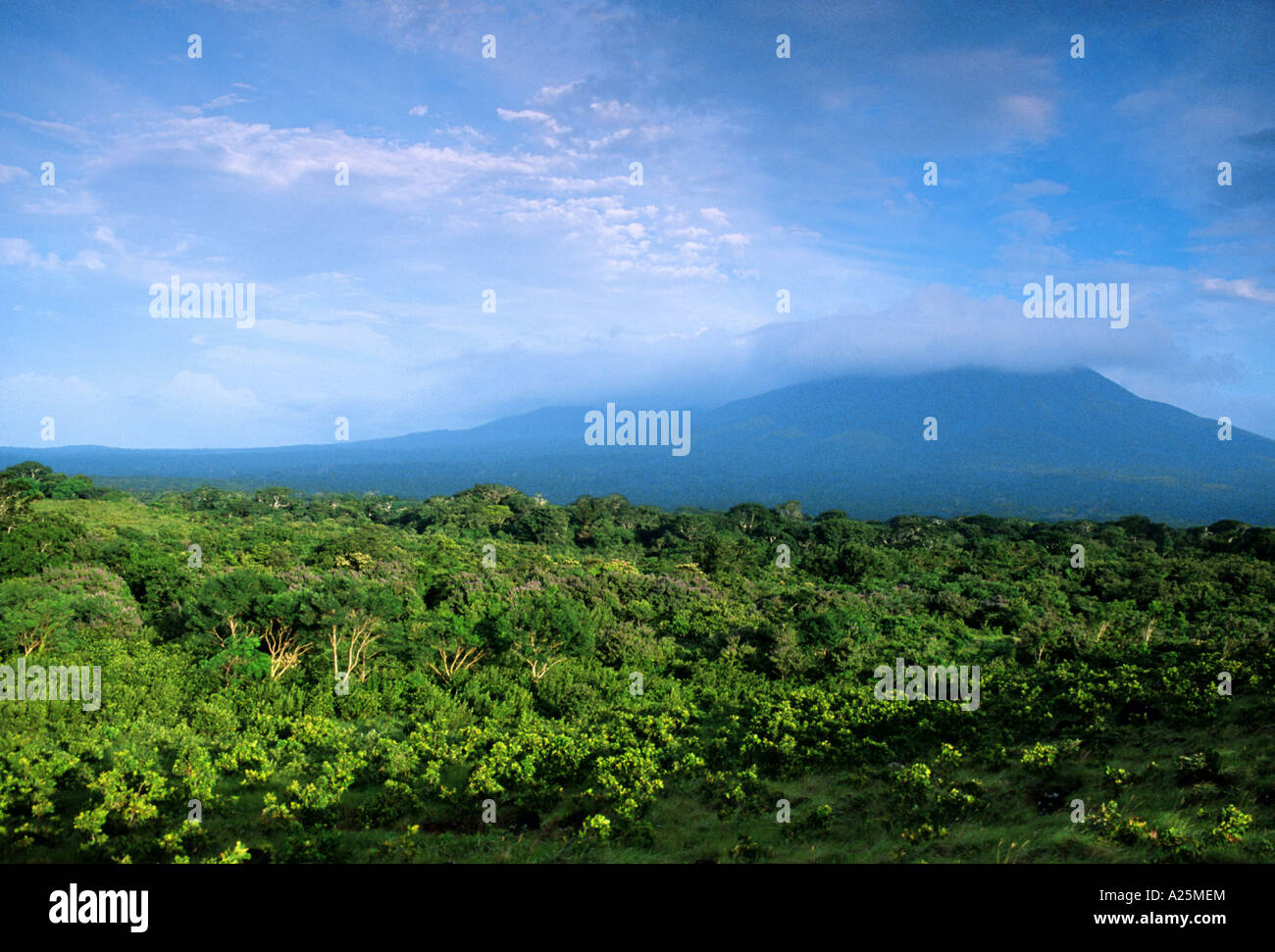 Np guanacaste Banque de photographies et d’images à haute résolution ...