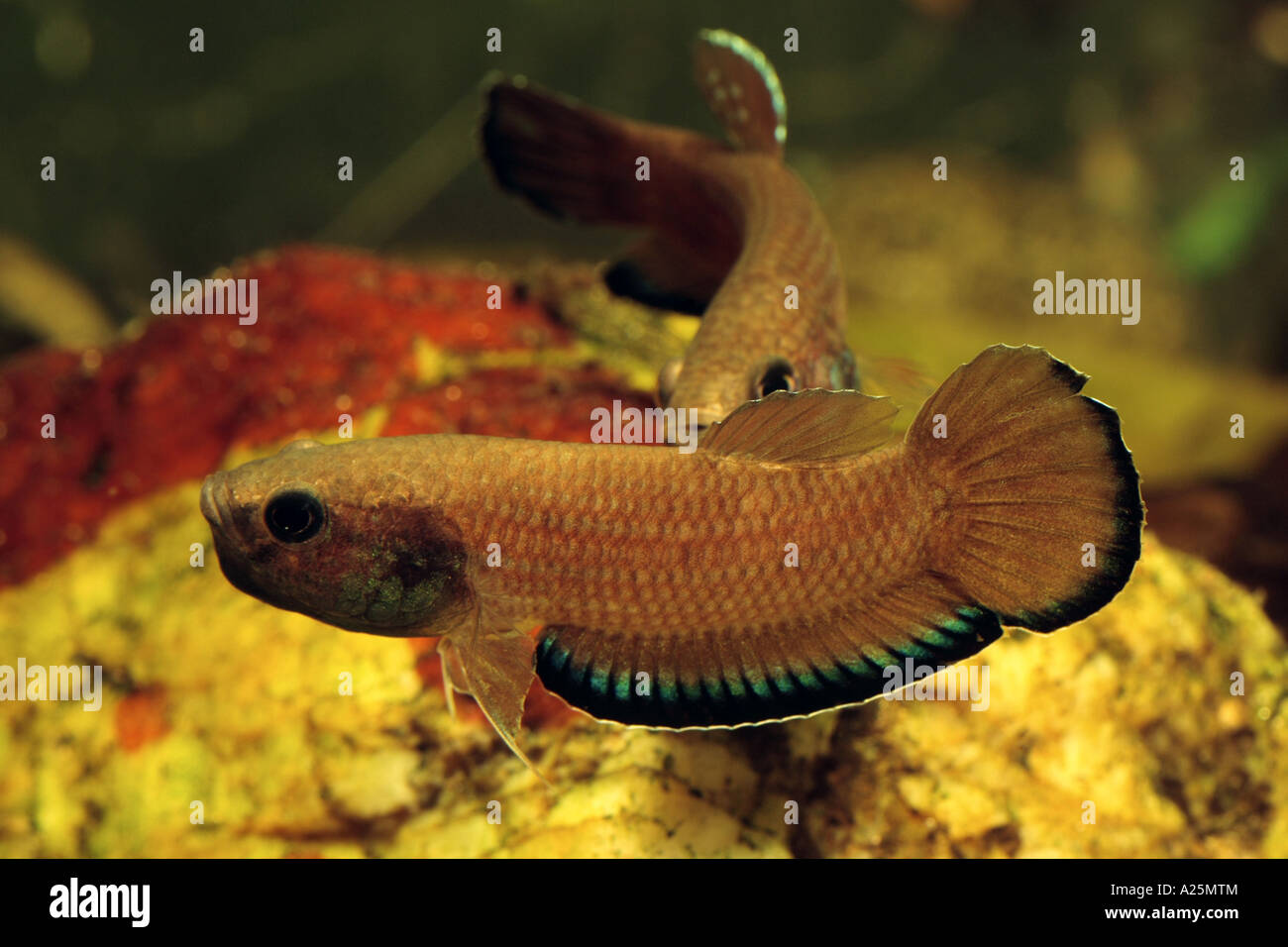 Betta betta simplex Banque de photographies et d’images à haute ...