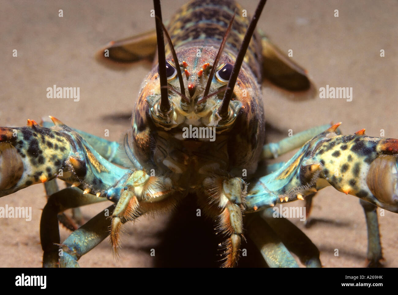 Homard américain sous-marin dans le golfe du Saint-Laurent au Canada ...
