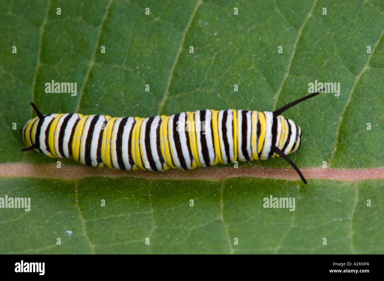 Les chenilles du monarque (Danaus plexippus) se nourrissent de feuilles ...