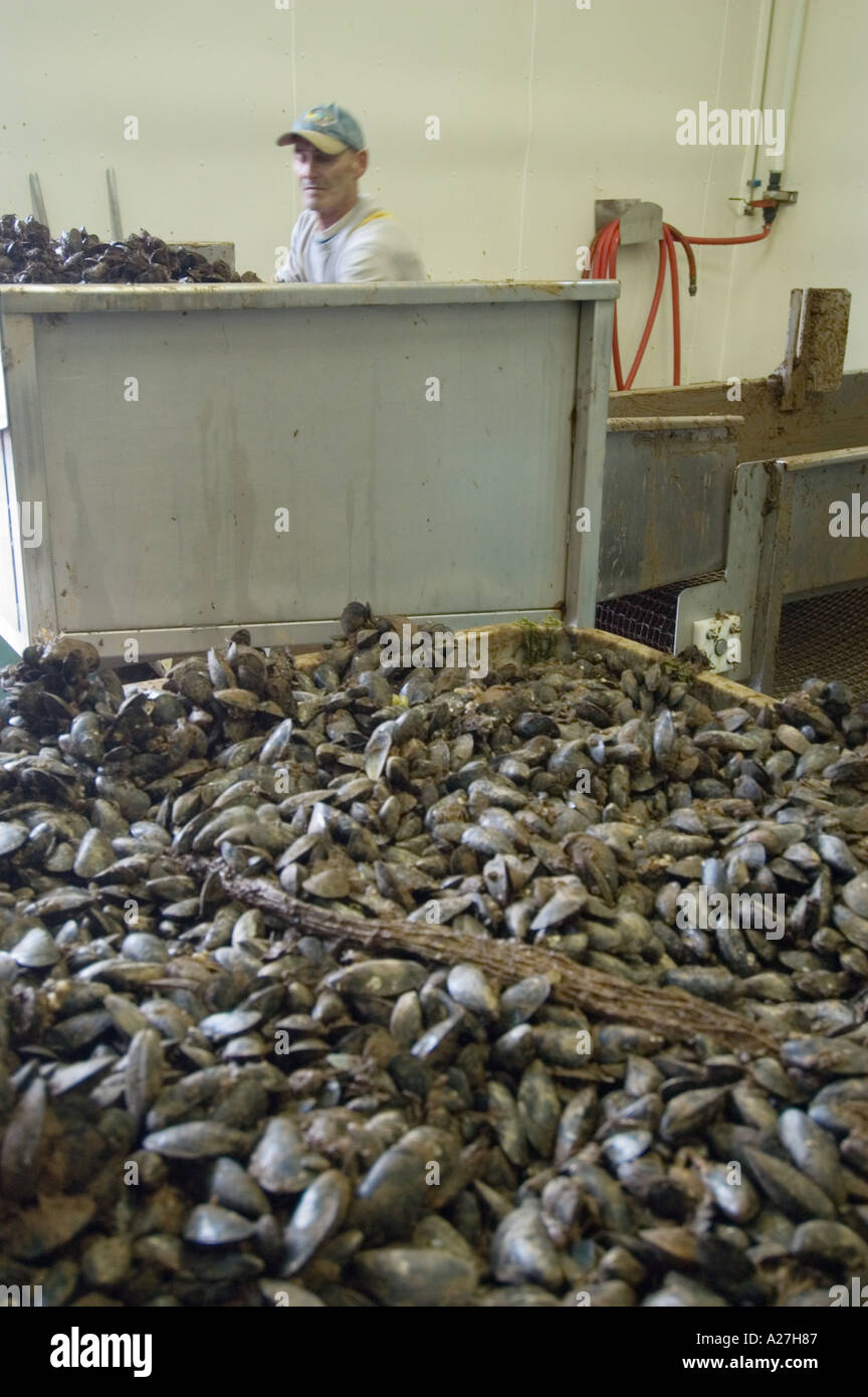 Pei mussels Banque de photographies et d’images à haute résolution - Alamy