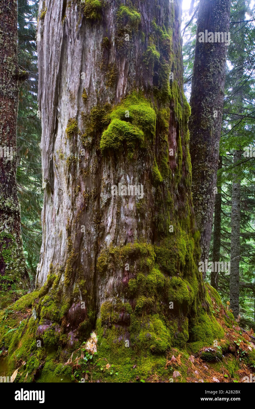 Cèdre jaune d'alaska Banque de photographies et d’images à haute ...