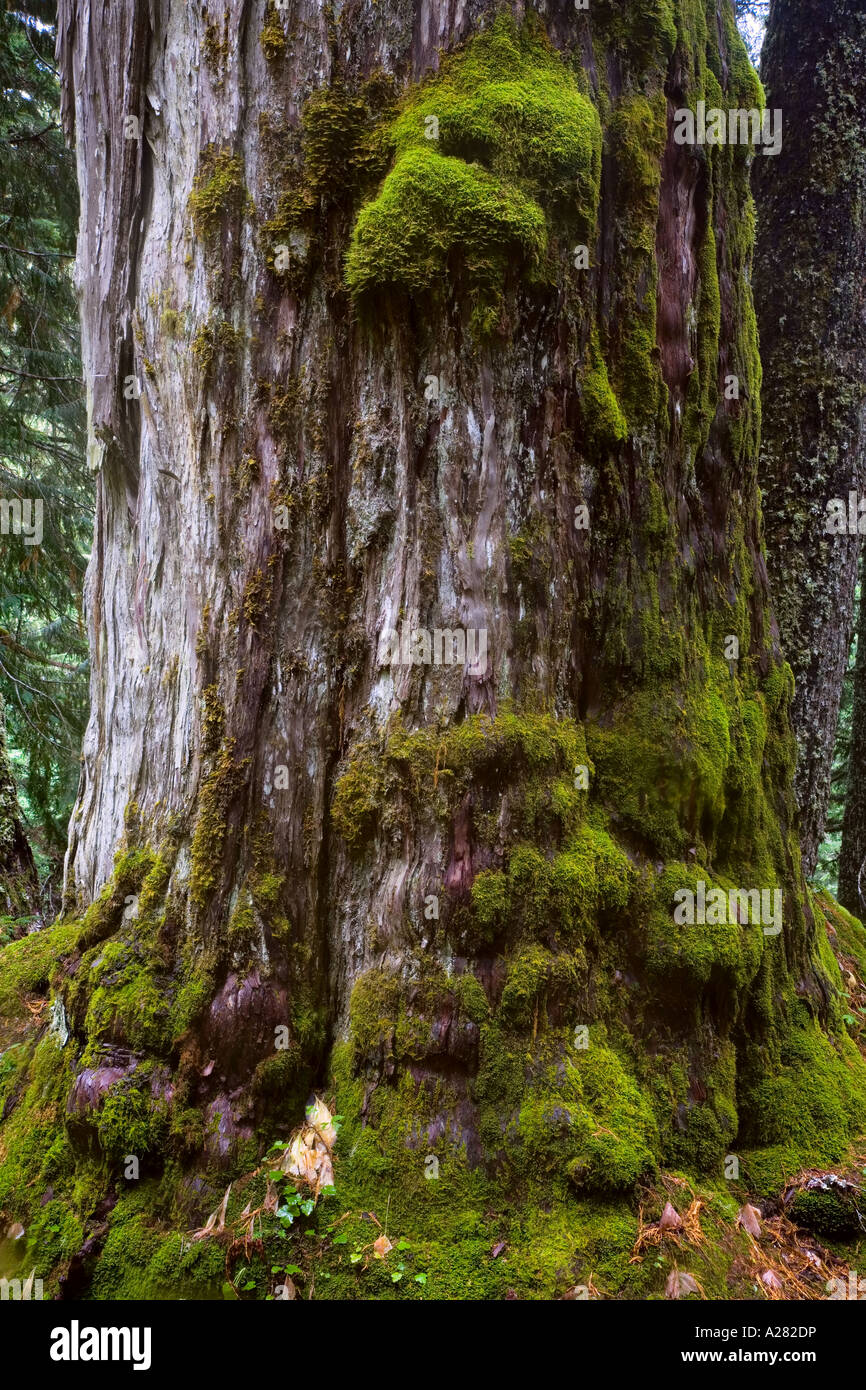 Cèdre jaune d'alaska Banque de photographies et d’images à haute ...