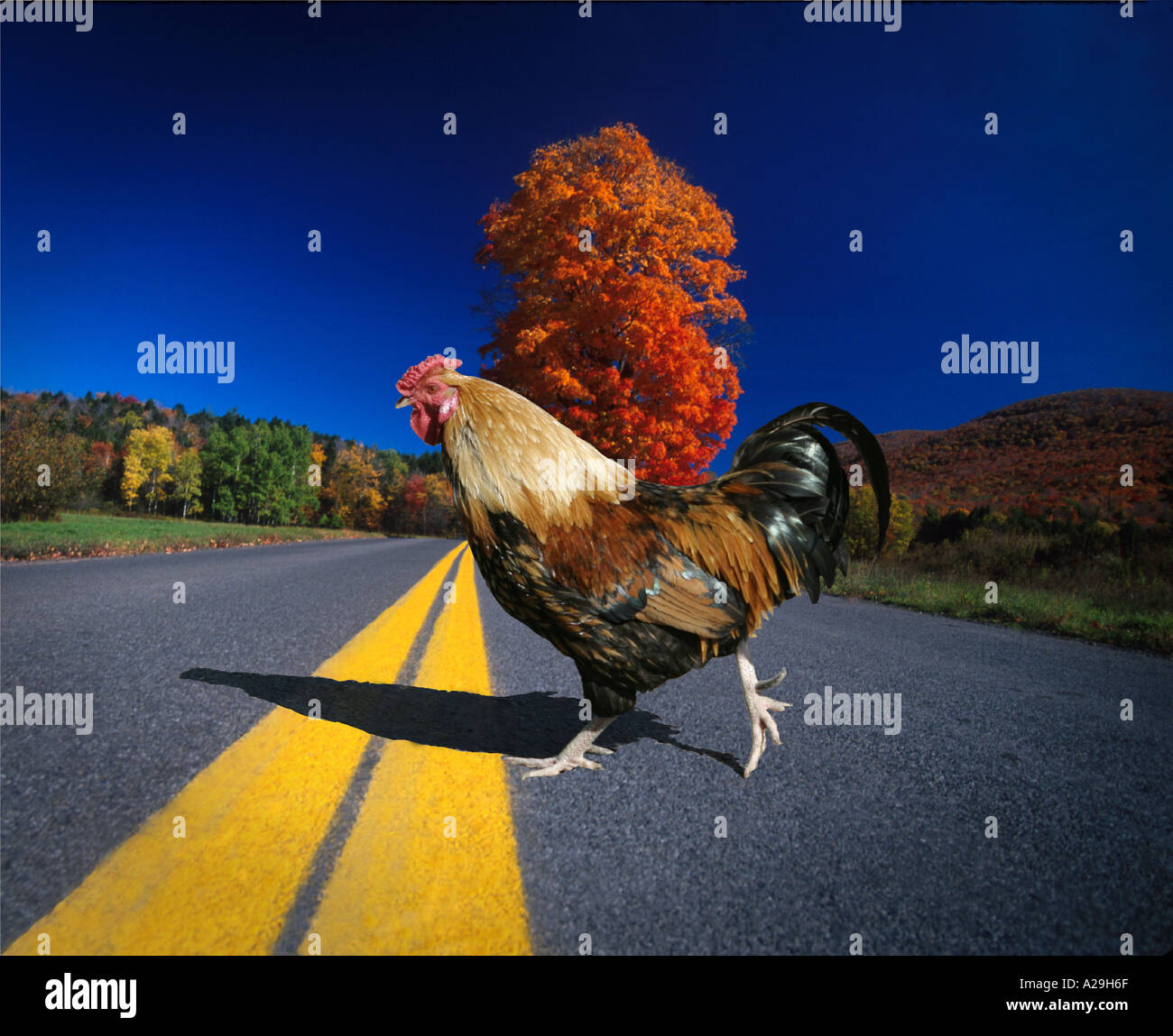 Chicken crossing road Banque de photographies et d’images à haute ...