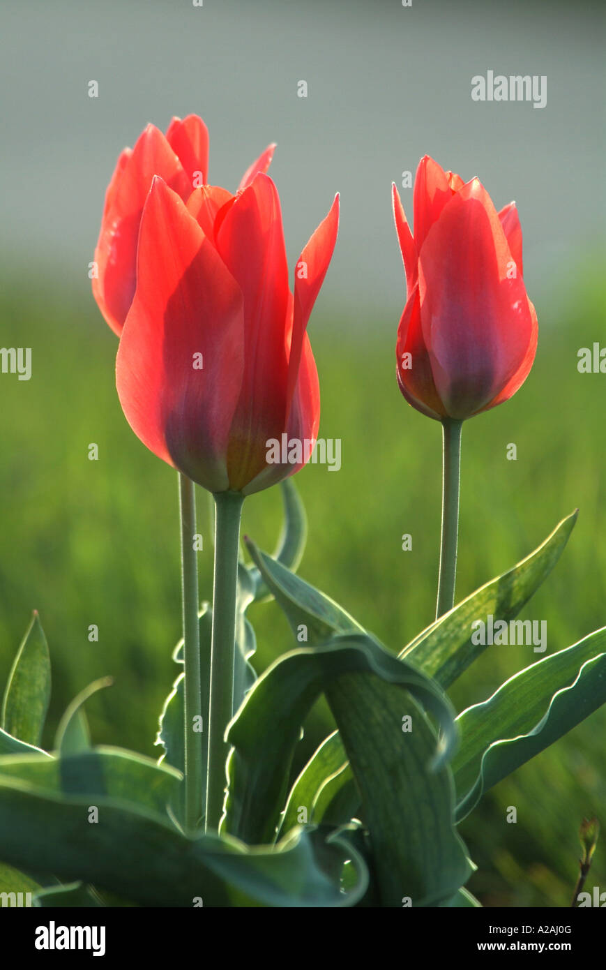 Grappe ronde de fleurs vertes Banque de photographies et d’images à ...