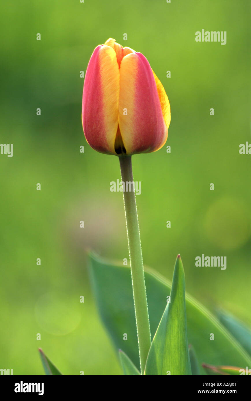 Grappe ronde de fleurs vertes Banque de photographies et d’images à ...