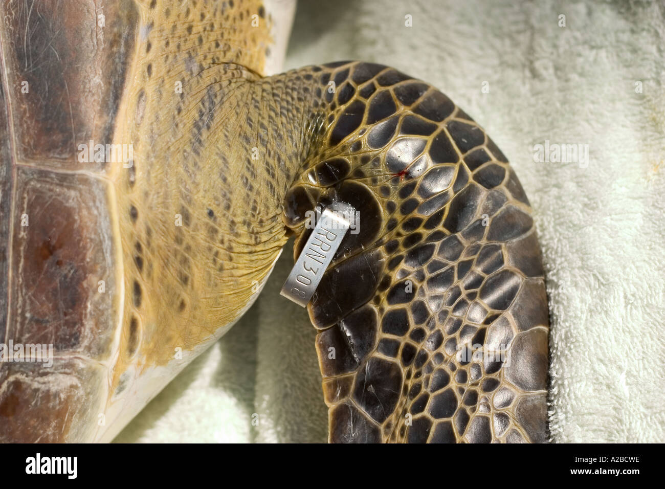 Une tortue verte (Chelonia mydas) avec une nageoire tag, utilisée pour ...
