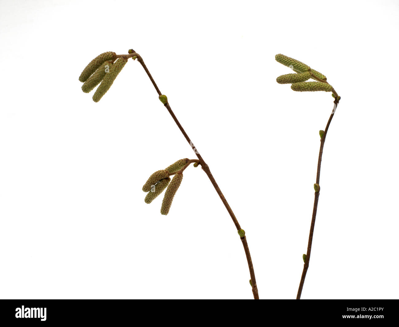 Chatons de noisetier Banque de photographies et d’images à haute ...