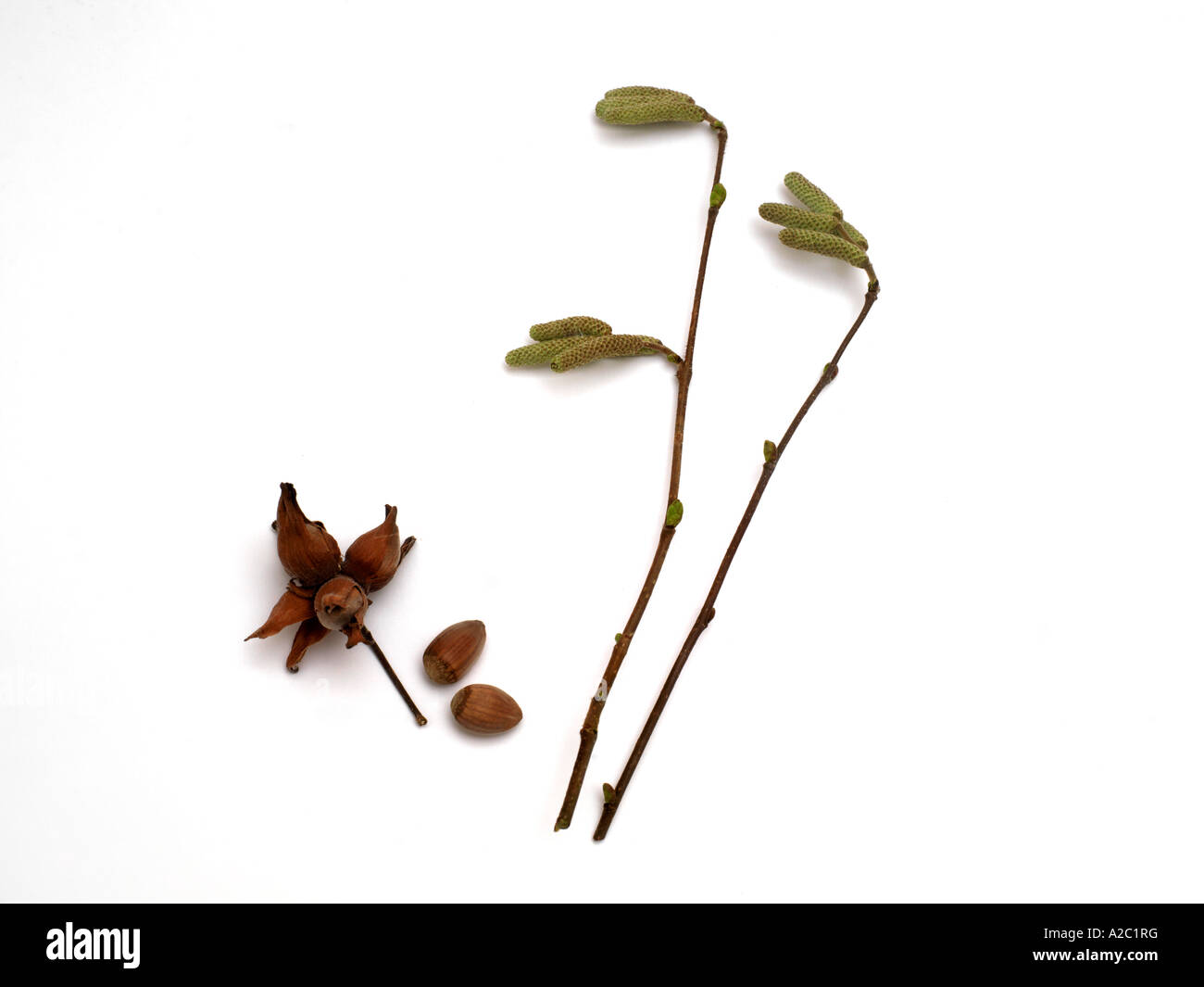 Chatons de noisetier Banque de photographies et d’images à haute ...