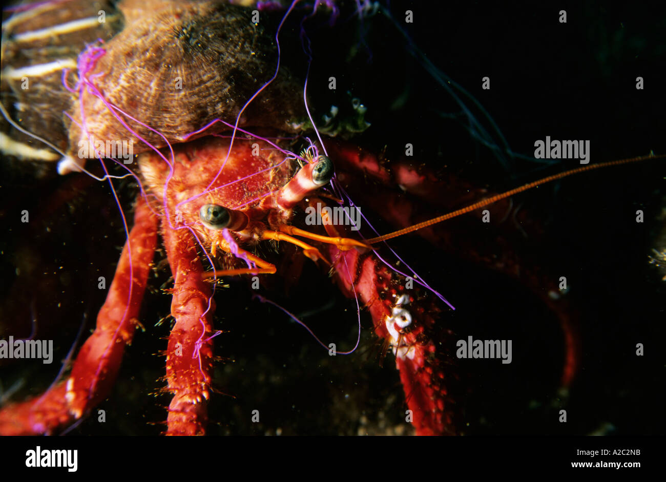 Arrosor Banque de photographies et d’images à haute résolution - Alamy