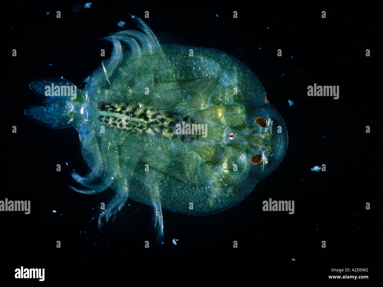 Pou de poisson Banque de photographies et d’images à haute résolution ...