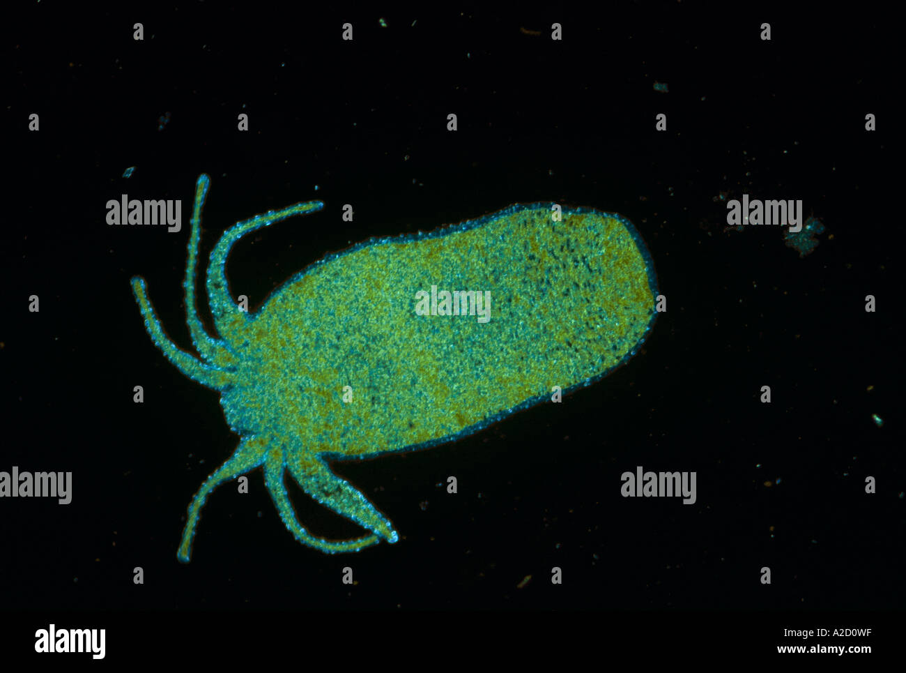 Hydra viridissima Banque de photographies et d’images à haute ...