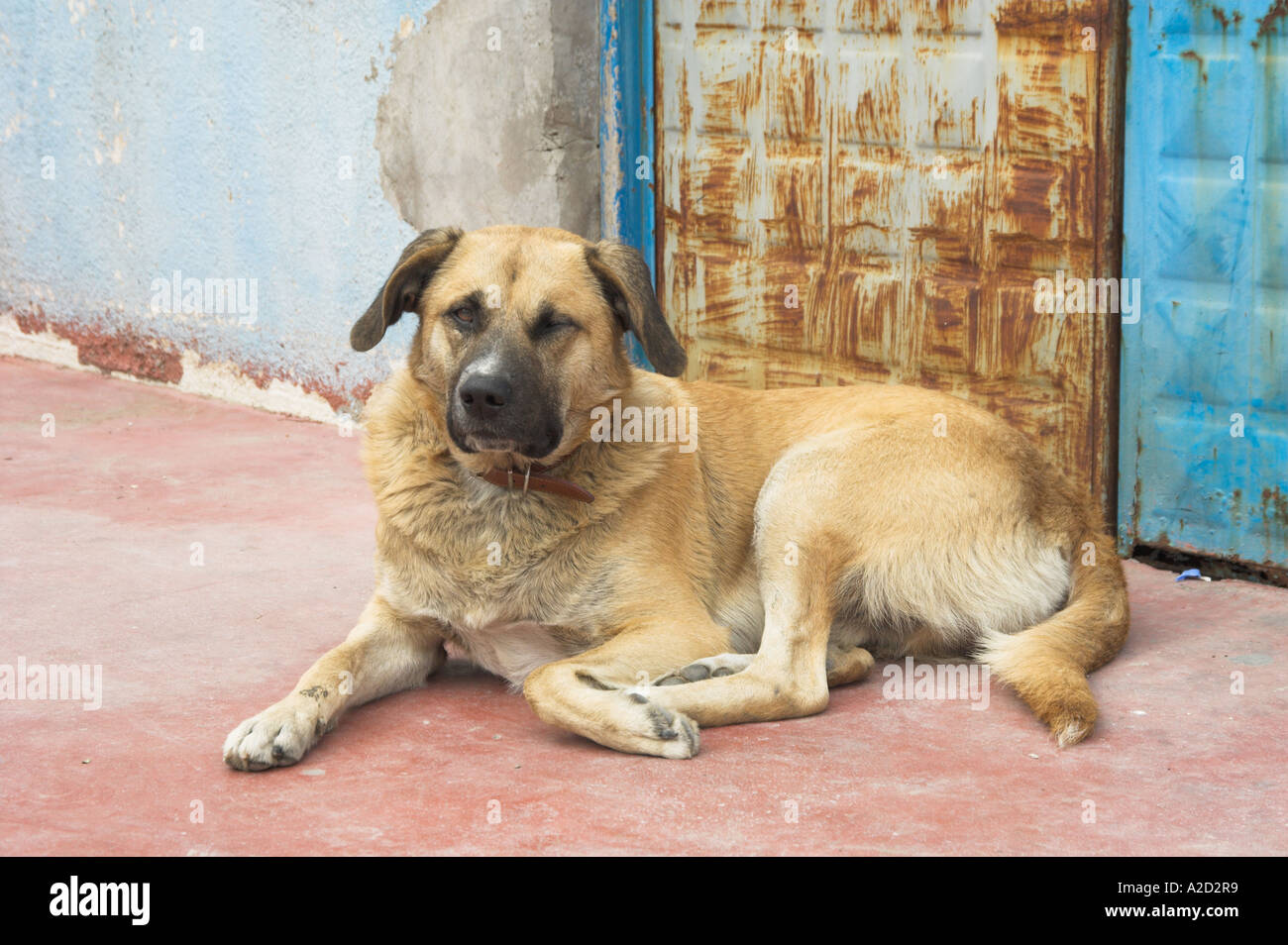 Dog turkey Banque de photographies et d’images à haute résolution - Alamy