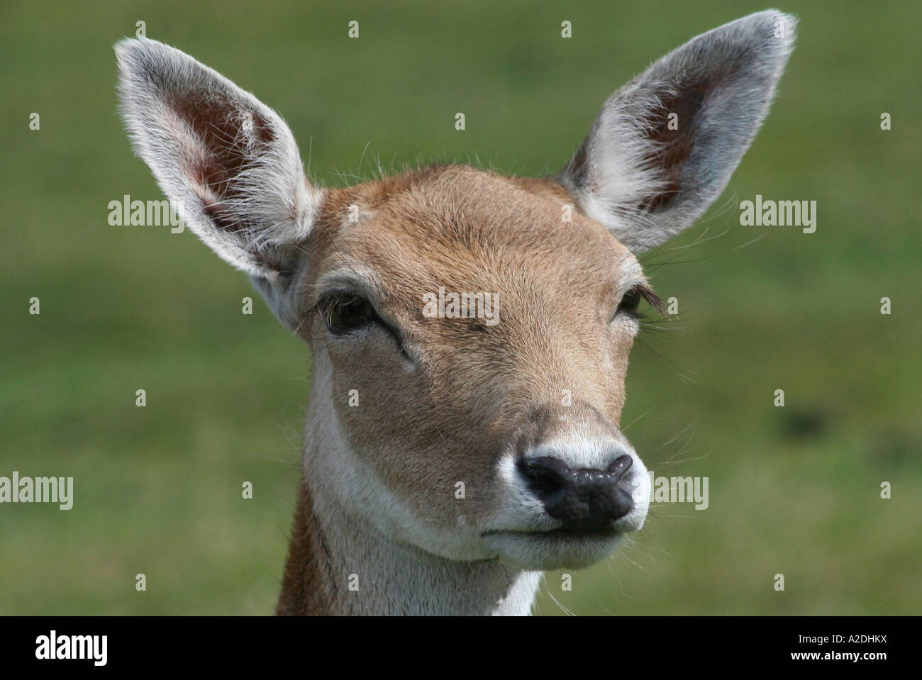 Deer head shot Banque de photographies et d’images à haute résolution ...