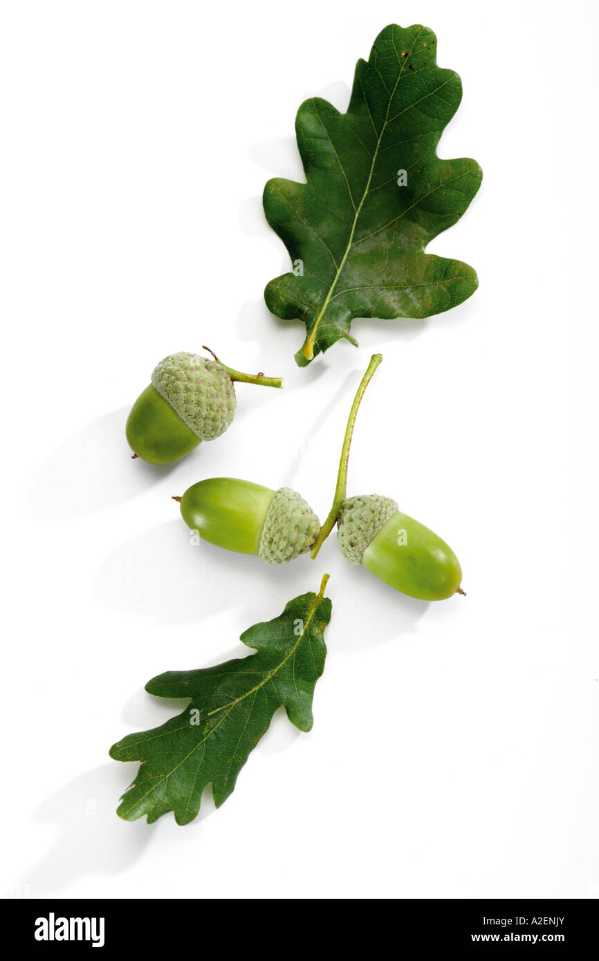 Fruit gland Banque de photographies et d’images à haute résolution - Alamy