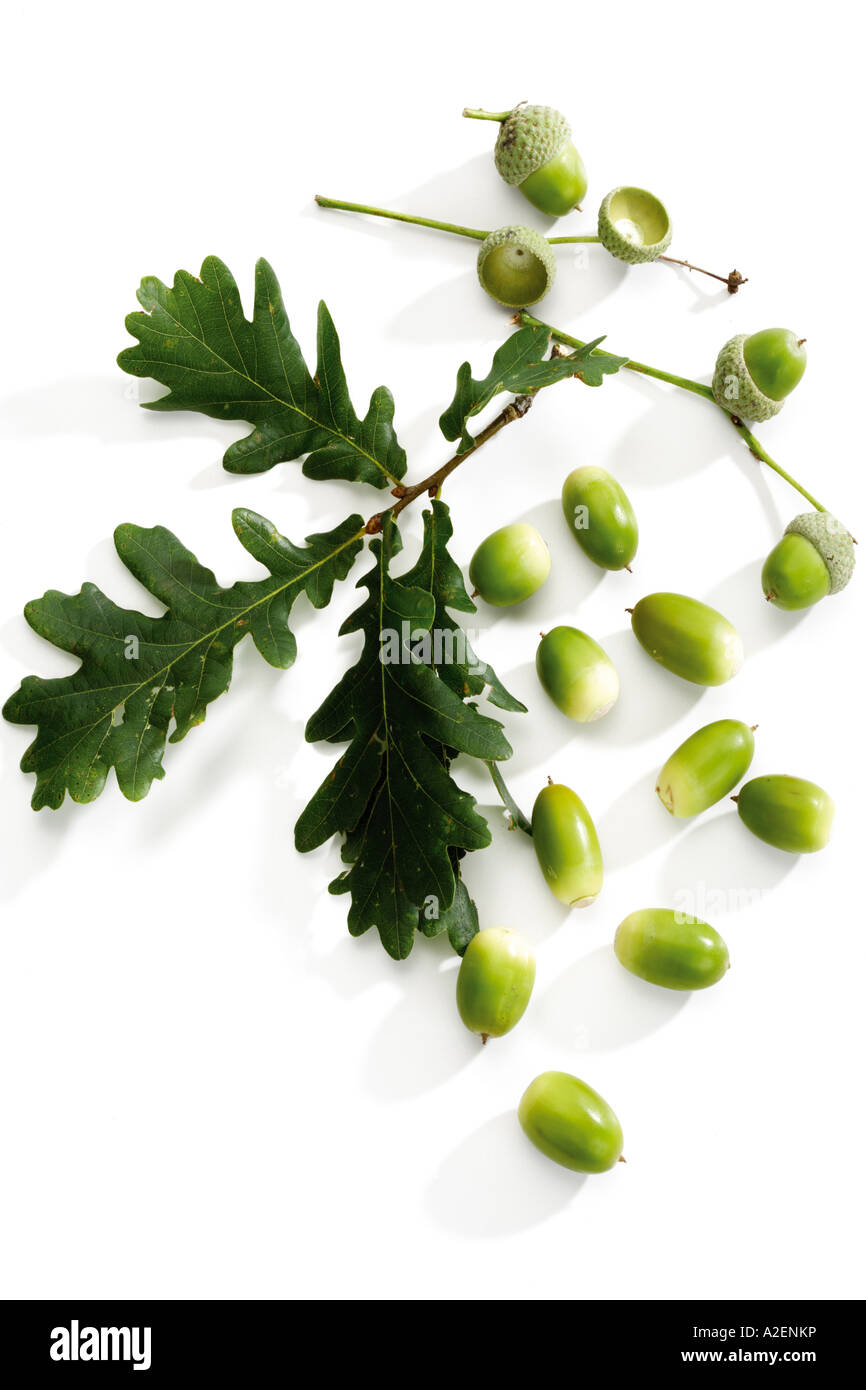 Feuilles et glands de quercus robur Banque d'images détourées - Alamy