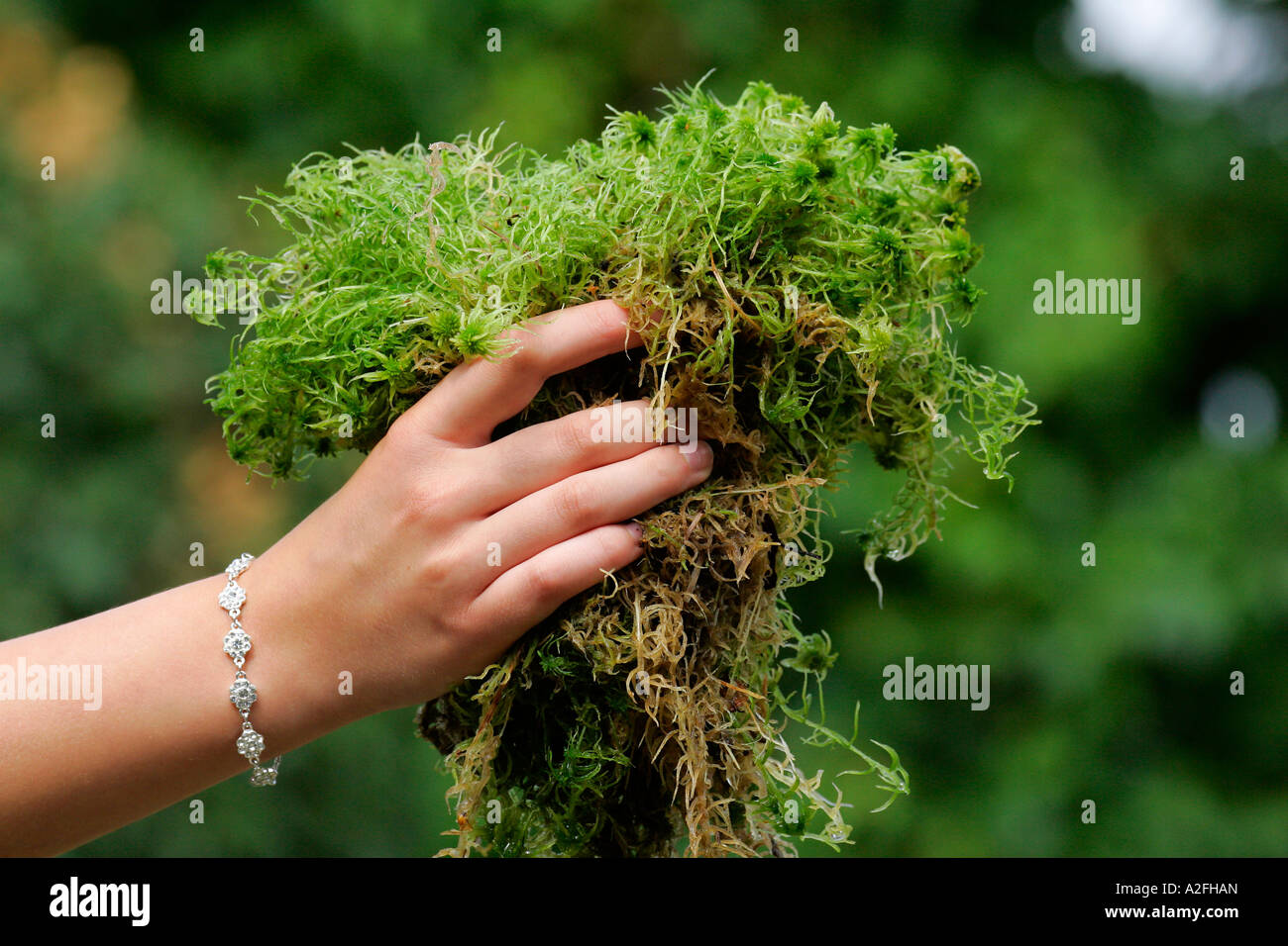 De sphaigne Banque de photographies et d’images à haute résolution - Alamy