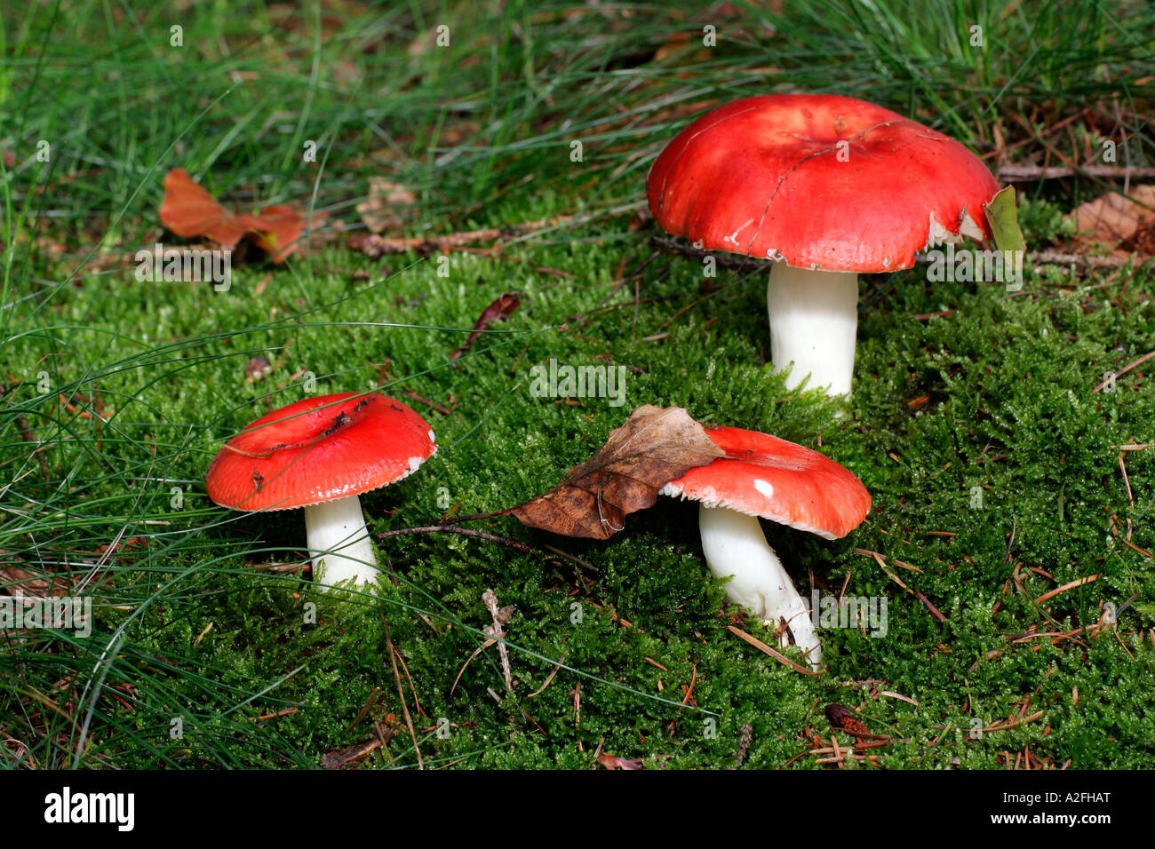 Champignons rouges automne Banque de photographies et d’images à haute ...