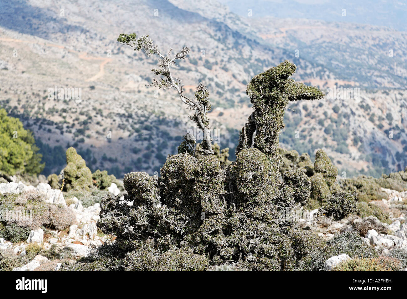 Chêne kermès (Quercus coccifera), Crète, Grèce Photo Stock - Alamy