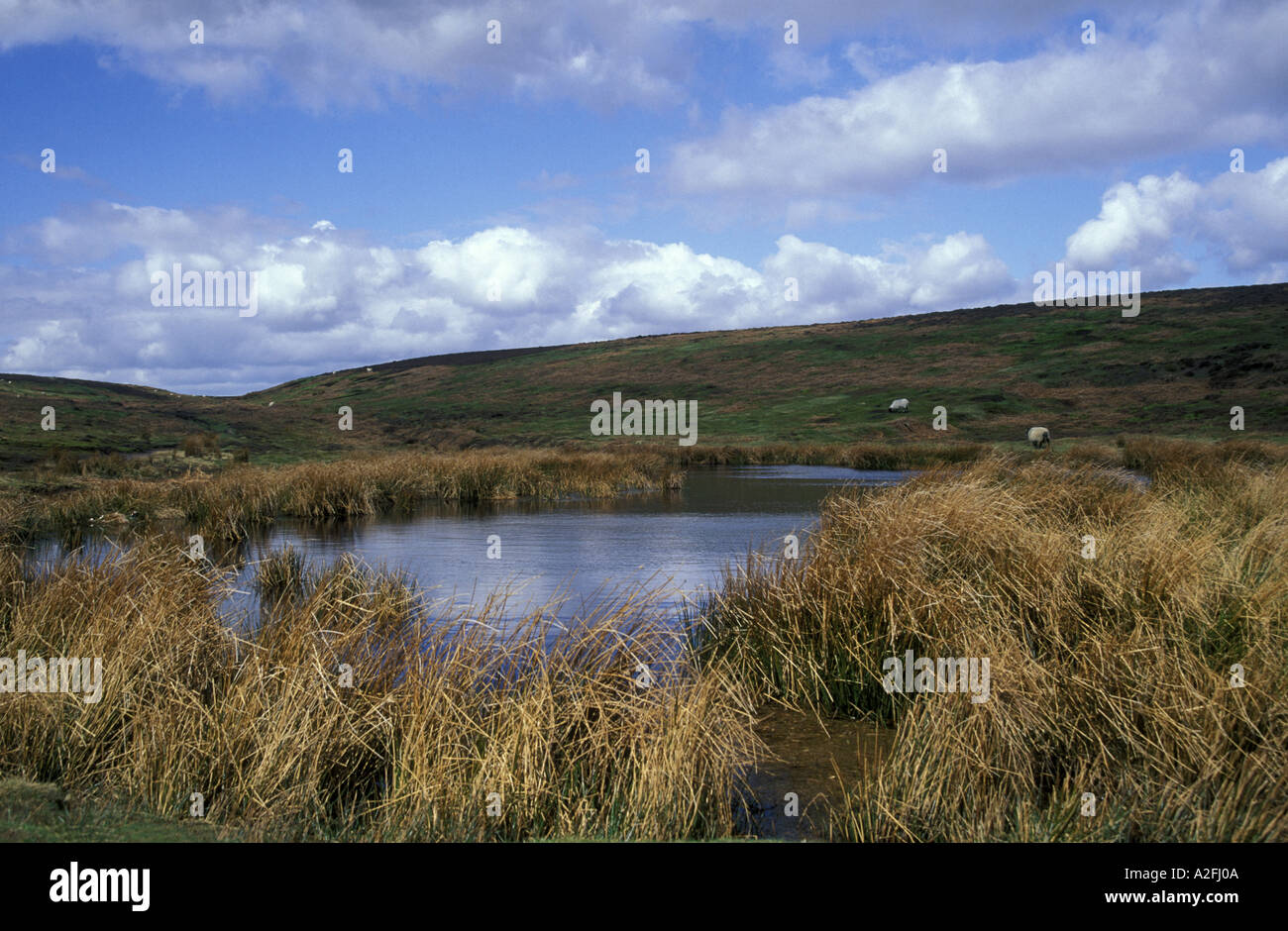 Dundale pond Banque de photographies et d’images à haute résolution - Alamy