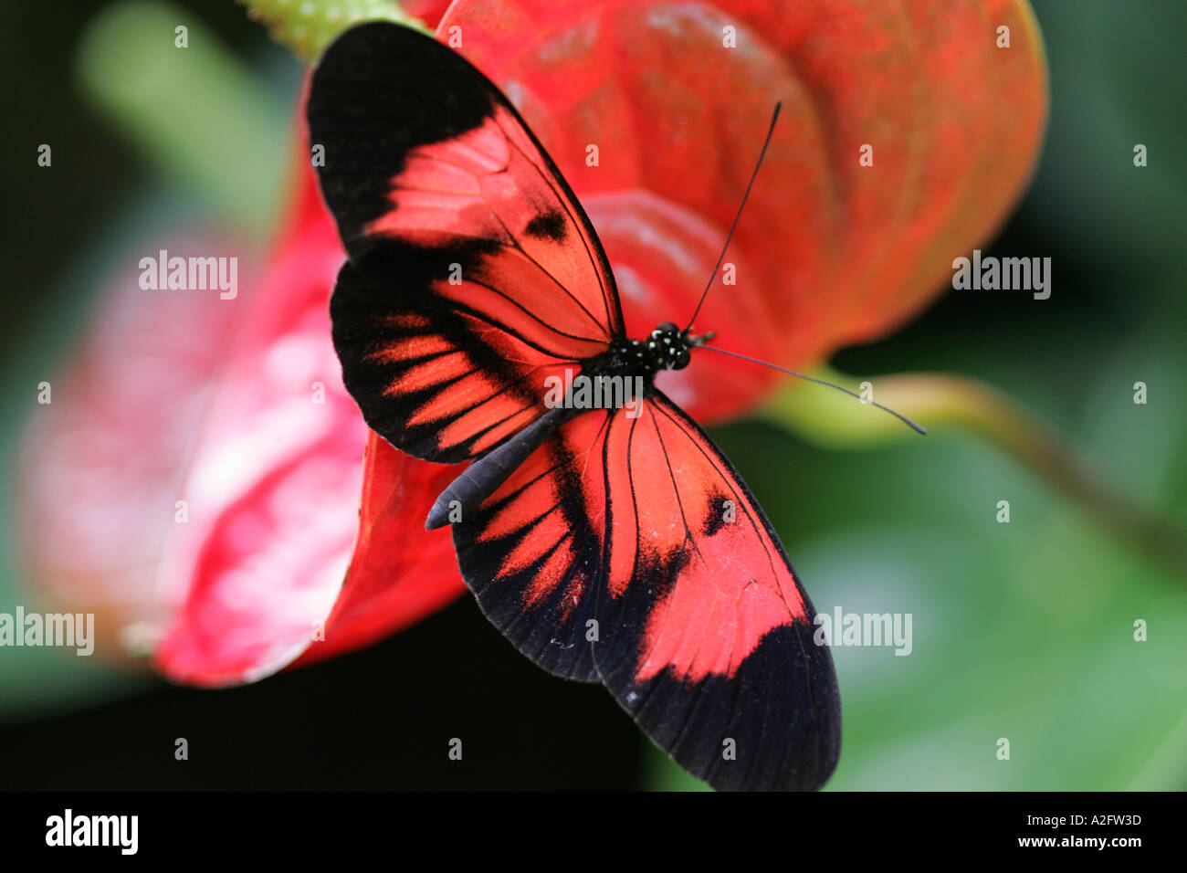 Papillon rouge Banque de photographies et d’images à haute résolution ...