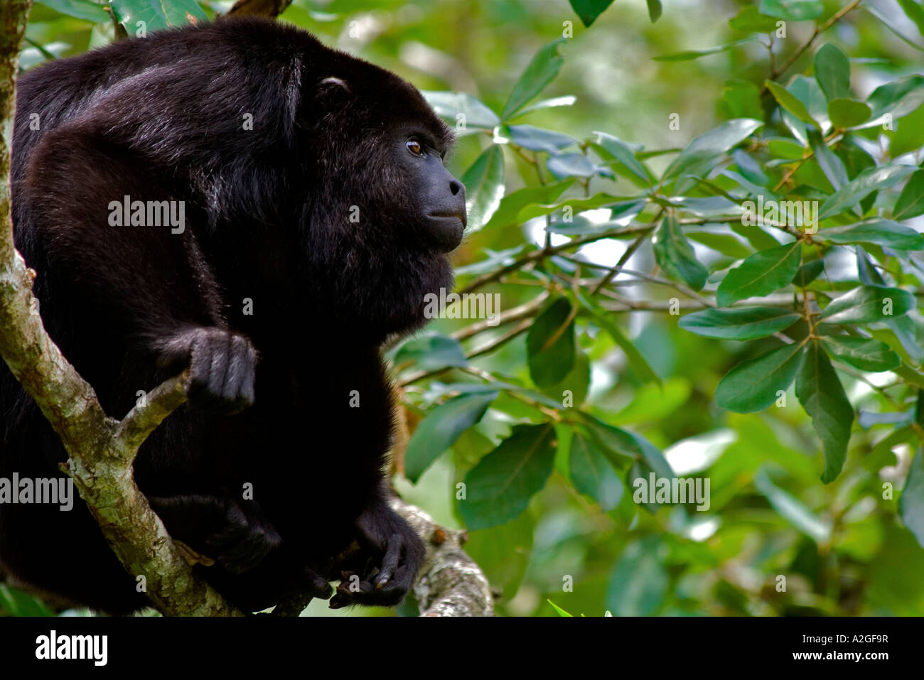 Singe hurleur noir du Yucatan (Alouatta pigra) - tête et torse ...