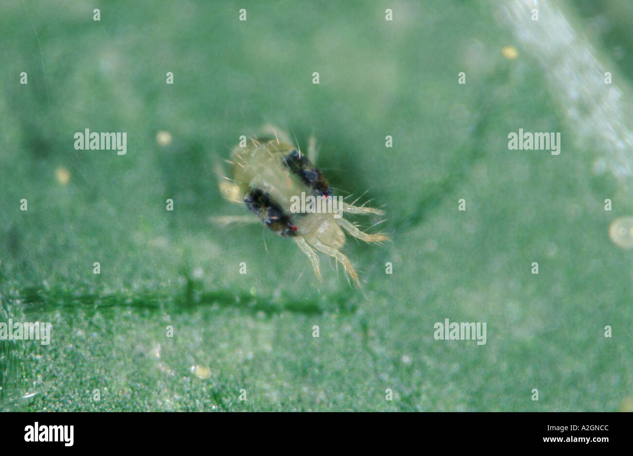 Tetranychus Urticae Spider Mite Banque d'image et photos - Alamy