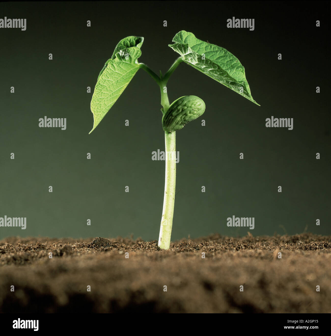 Jeune plant de haricots verts avec des semences de Phaseolus vulgaris ...