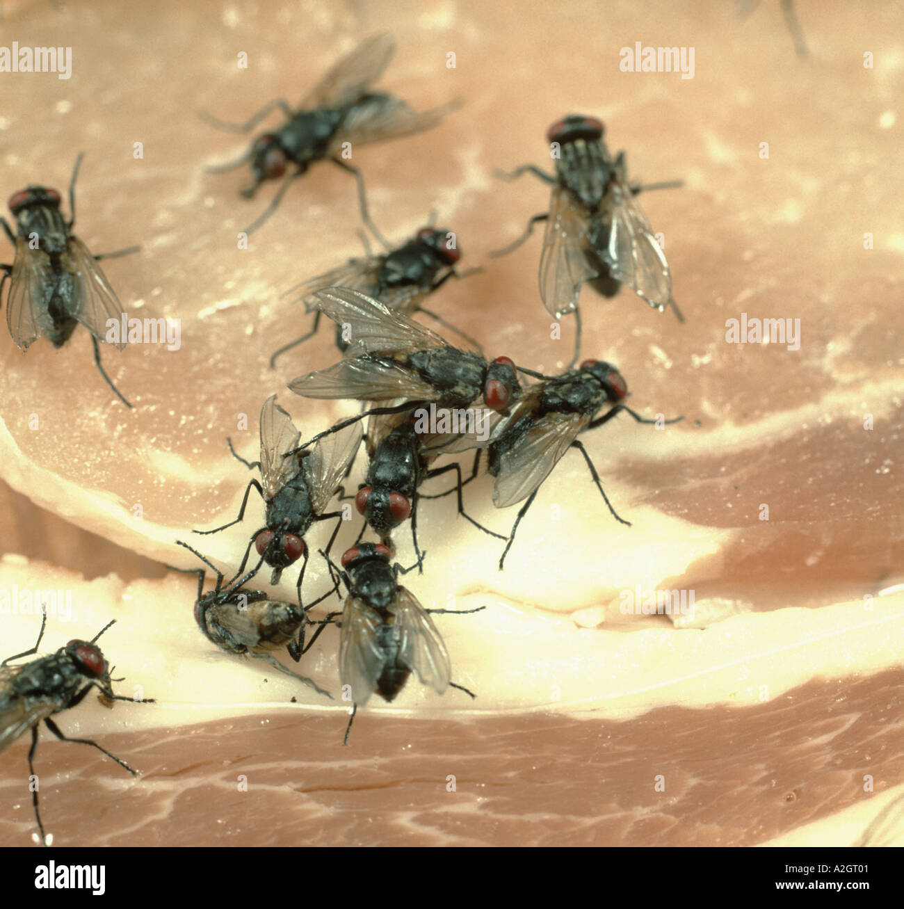 Mouche domestique rampante Banque de photographies et d’images à haute ...