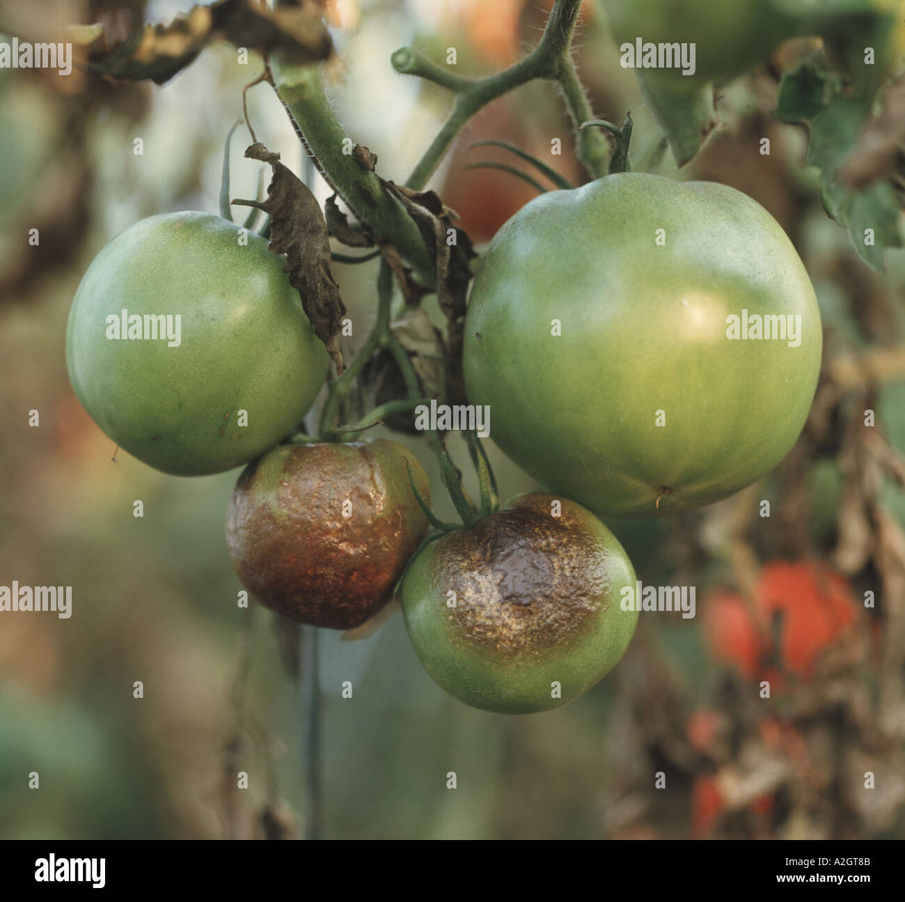 Phytophthora infestans mildiou de la tomate sur les fruits et le ...