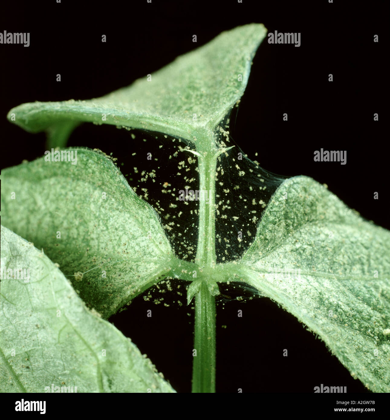 Des toiles et des dégâts causés par deux points Tetranychus urticae à ...