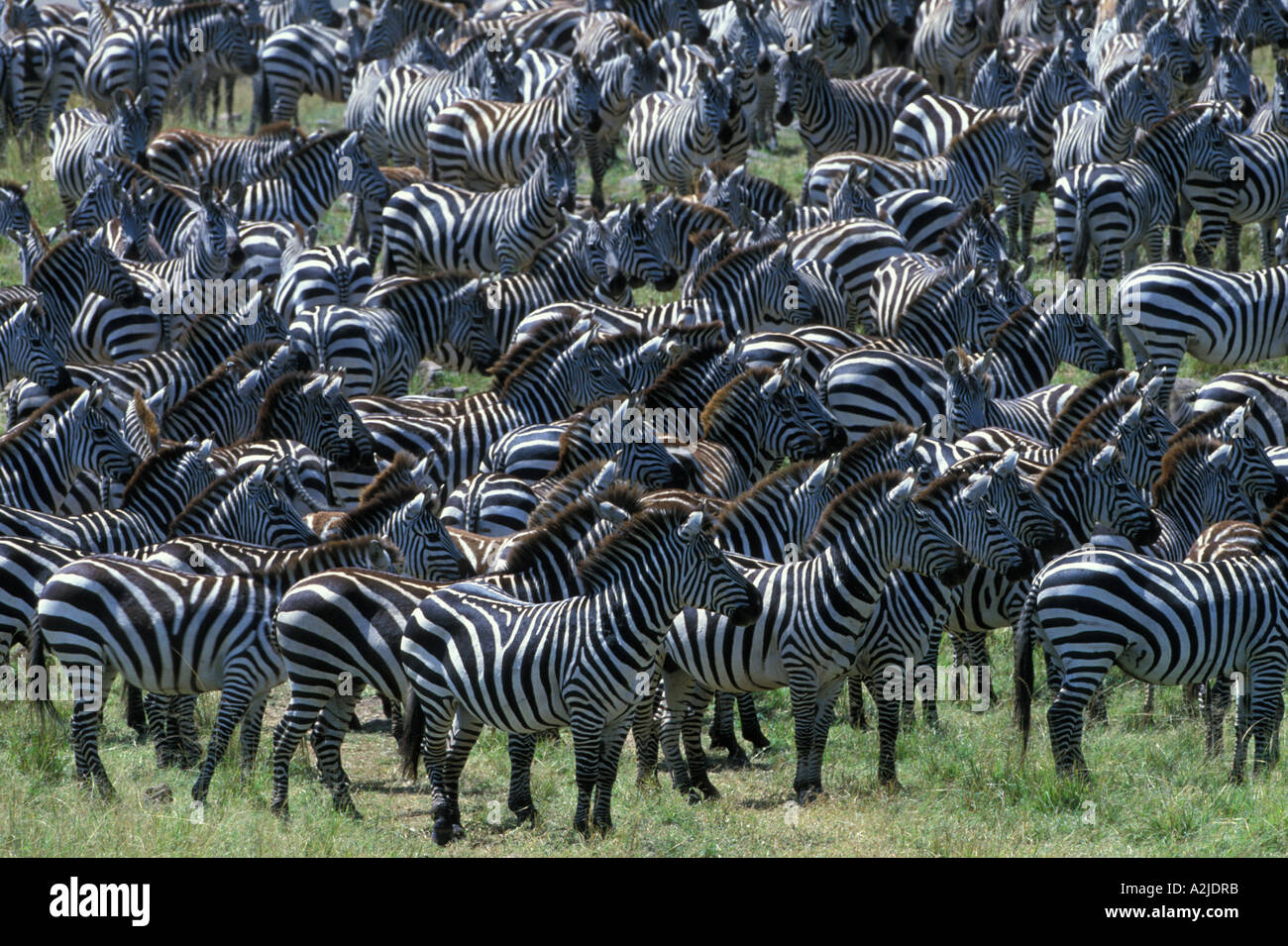 Afrique, Kenya, Masai Mara, grand troupeau de le zèbre de Burchell ...