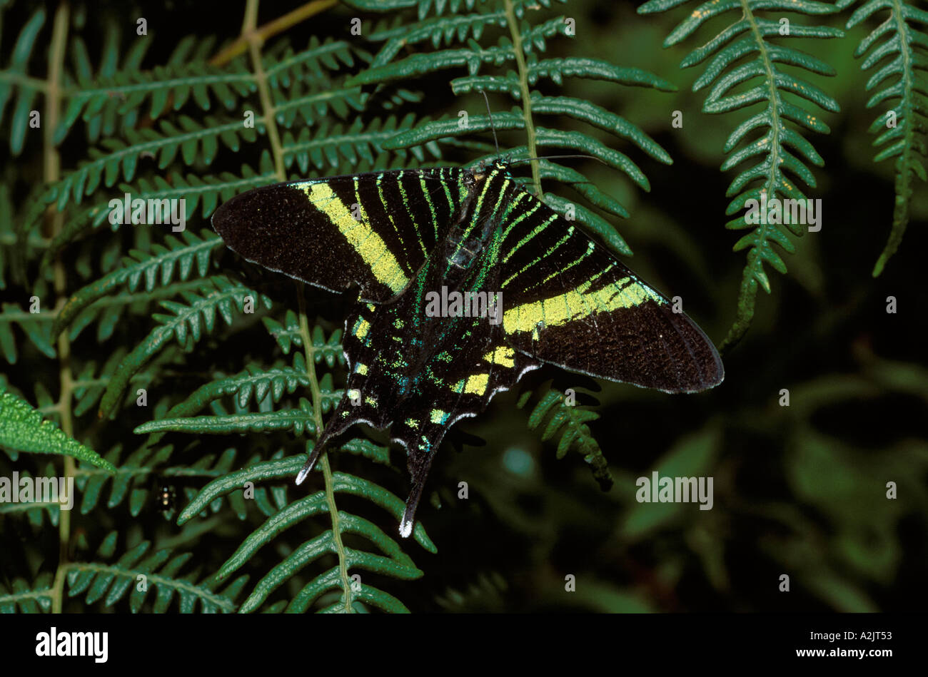 Urania moth Banque de photographies et d’images à haute résolution - Alamy