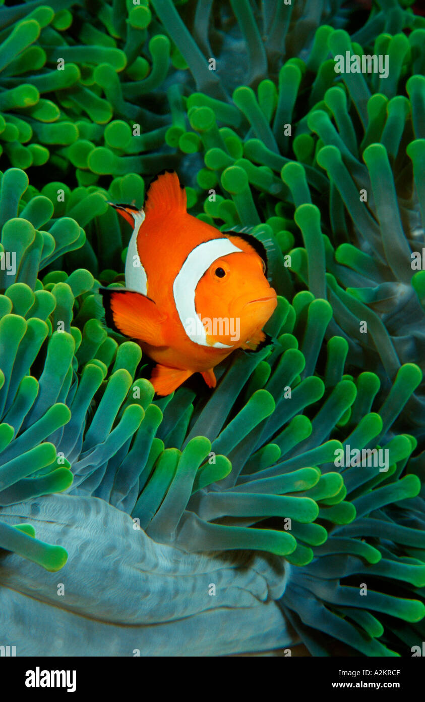 Amphiprion ocellaris, poissons clowns, commune de l'Océan Indien ...