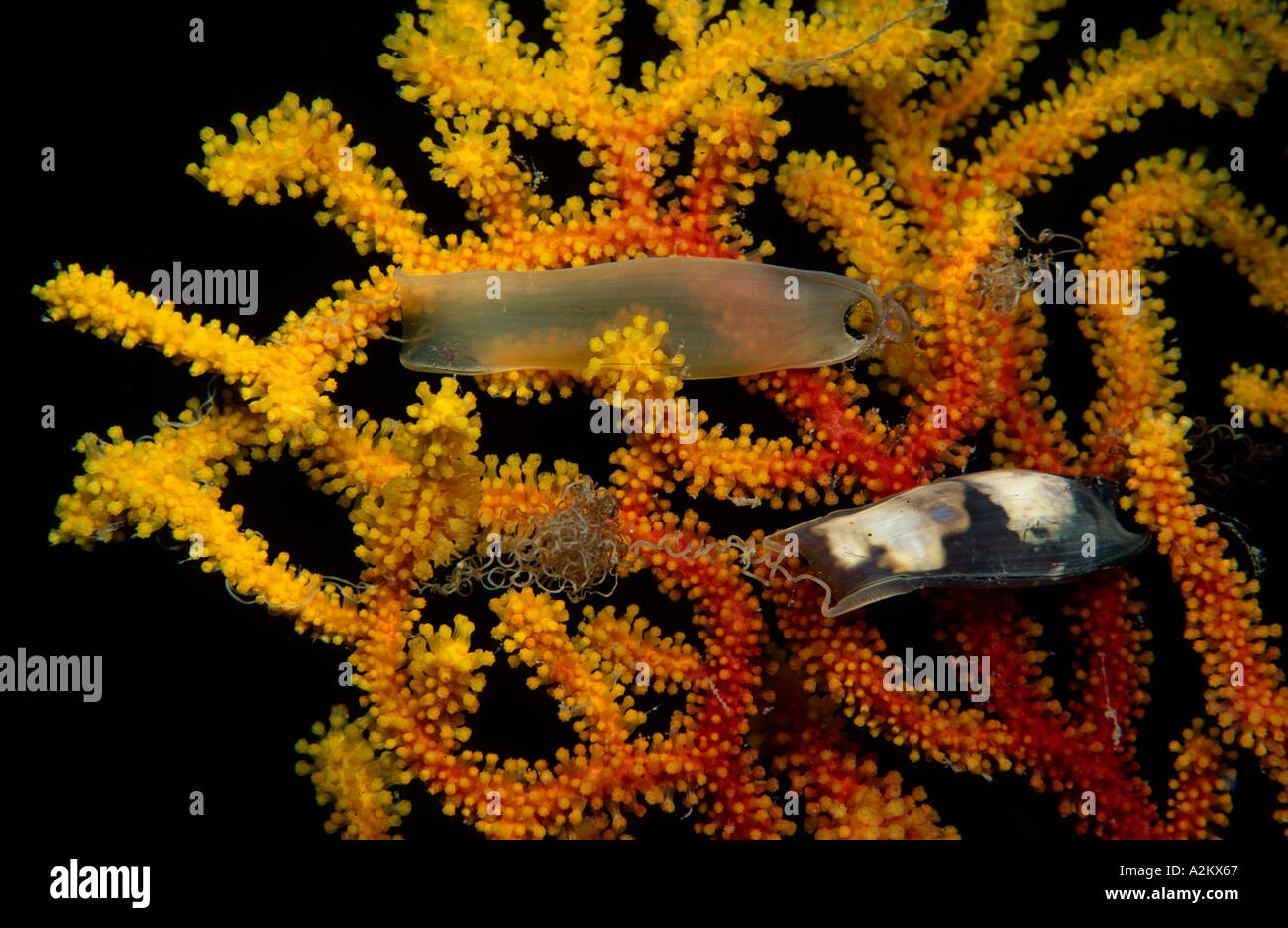 Oeufs de requins Banque de photographies et d’images à haute résolution ...