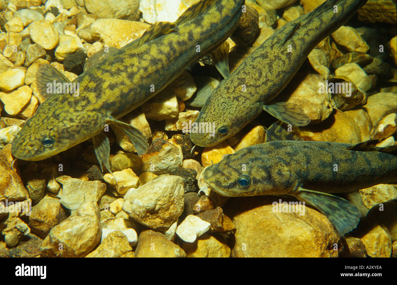 Burbot lota lota Banque de photographies et d’images à haute résolution ...