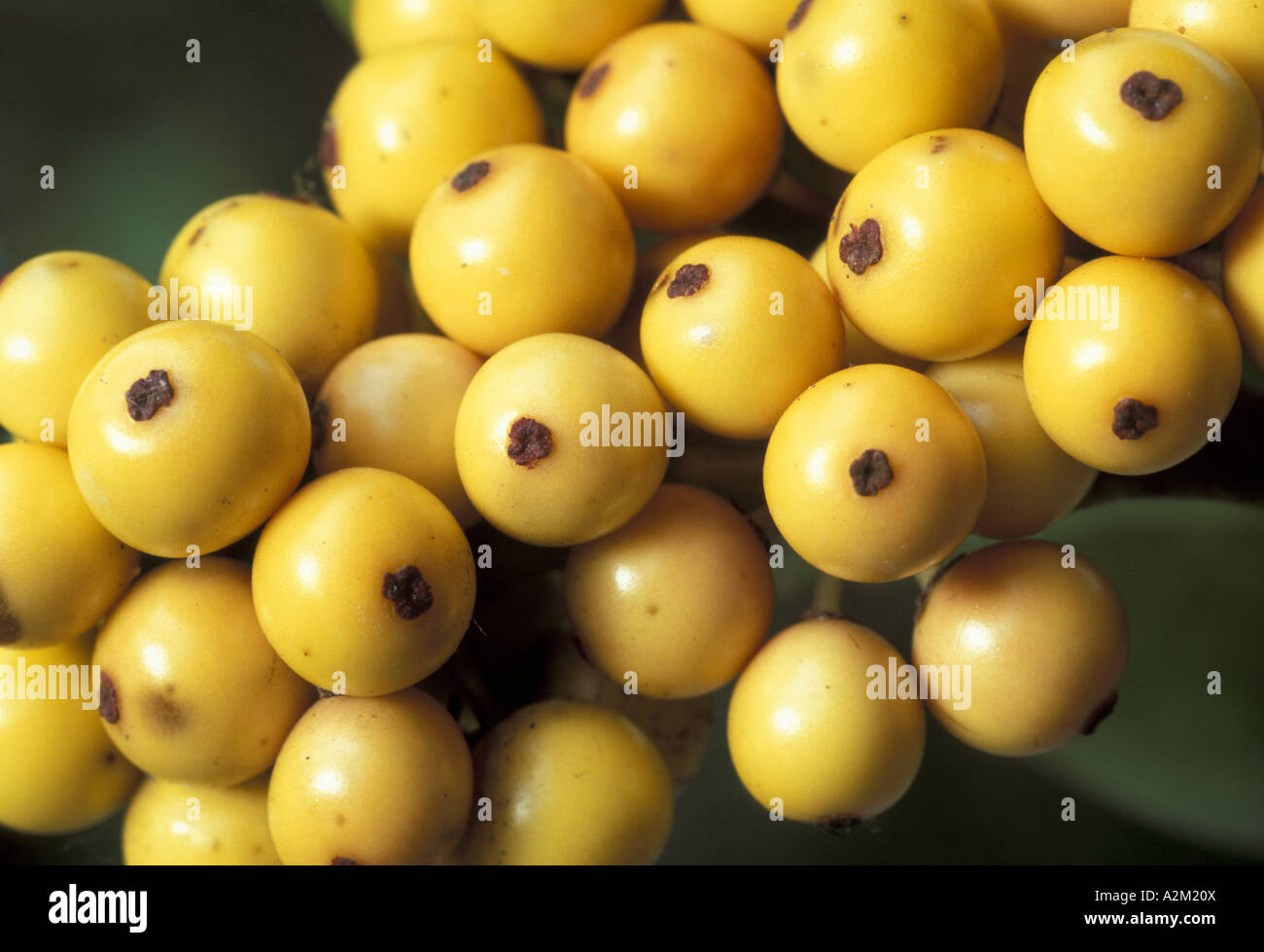 Ilex aquifolium pyramidalis fructu luteo Banque de photographies et d ...