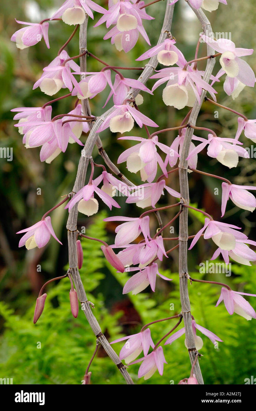 Dendrobium pierardii Banque de photographies et d’images à haute ...