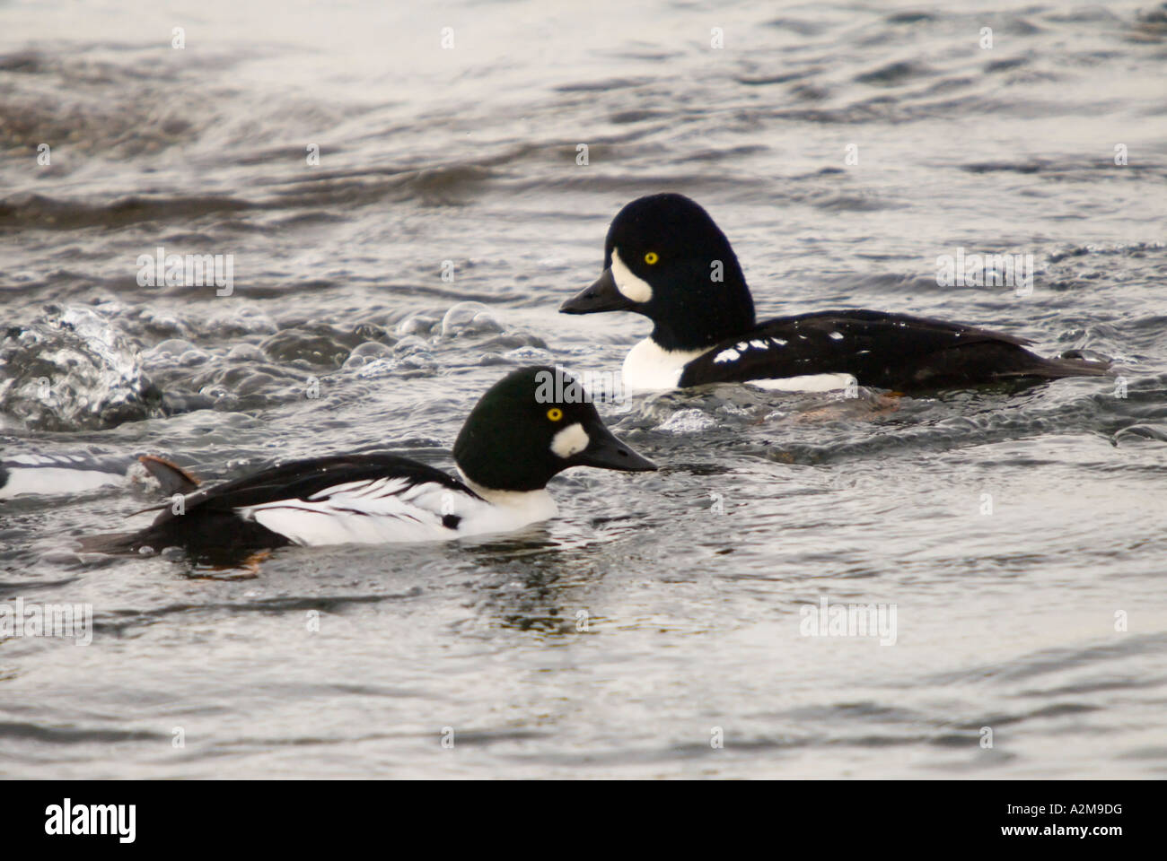 Le garrot et le Garrot d'ensemble dans le même cadre Photo Stock - Alamy