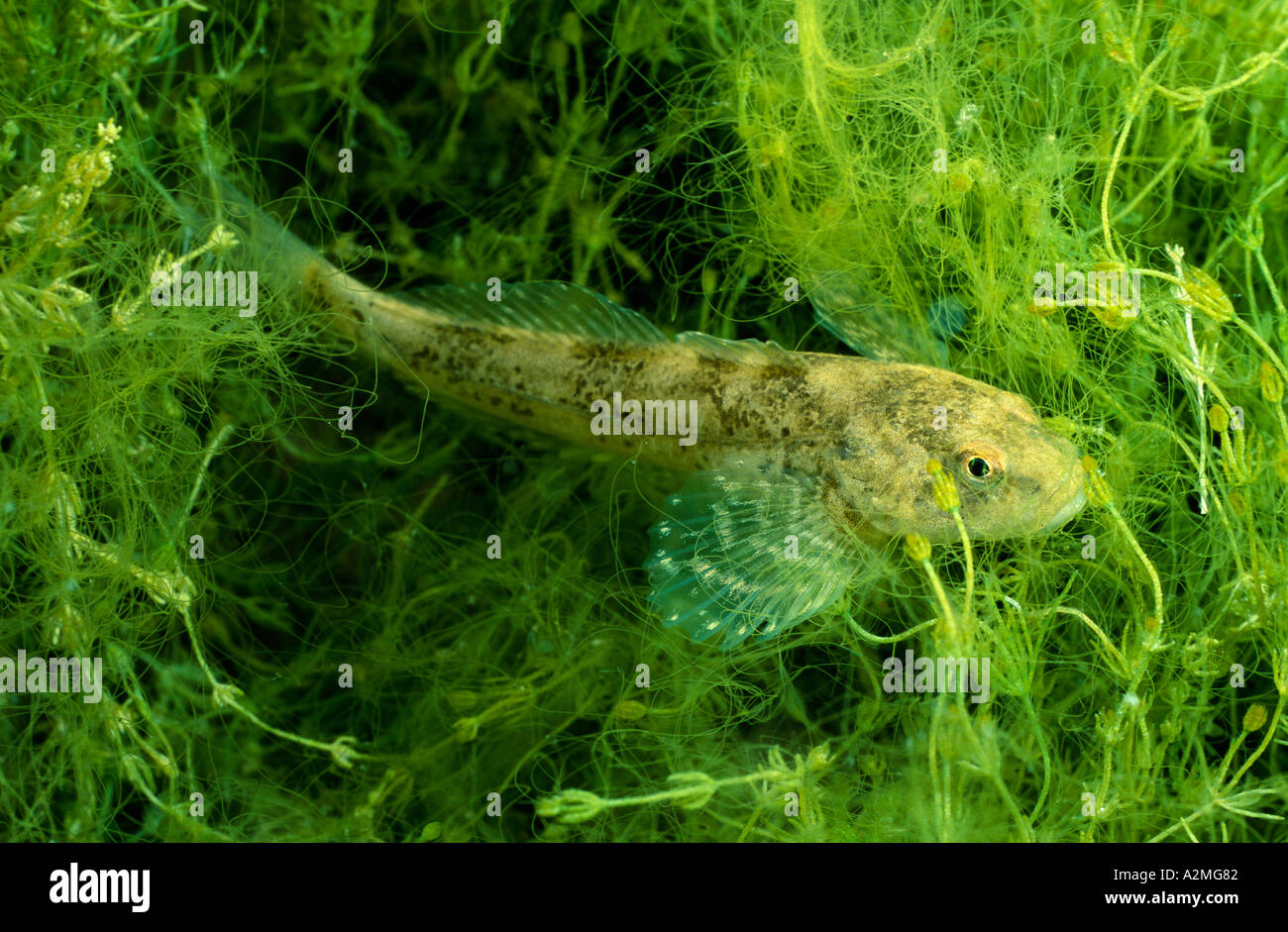 Bullhead cottus gobio Banque de photographies et d’images à haute ...