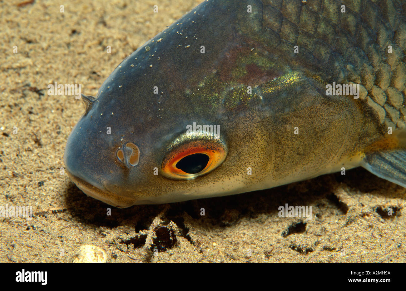 Rutilus rutilus fish Banque de photographies et d’images à haute ...