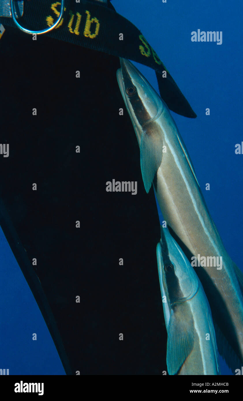 Egypte requin baleine Banque de photographies et d’images à haute ...