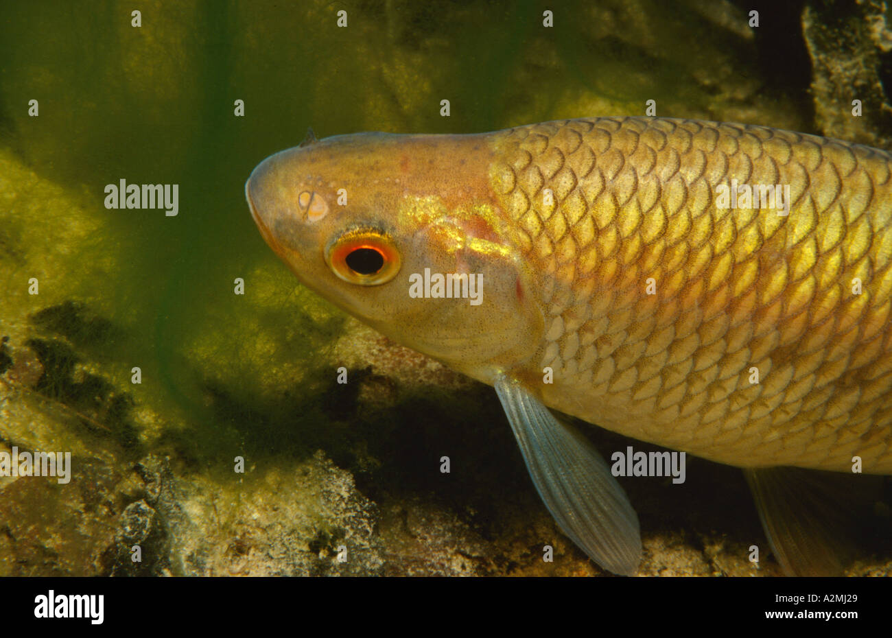 Rutilus rutilus fish Banque de photographies et d’images à haute ...