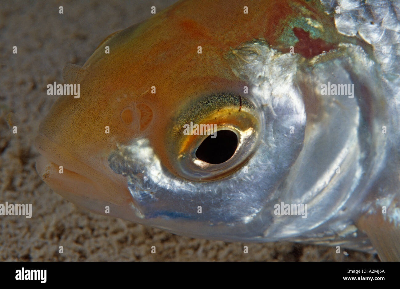 Rutilus rutilus fish Banque de photographies et d’images à haute ...