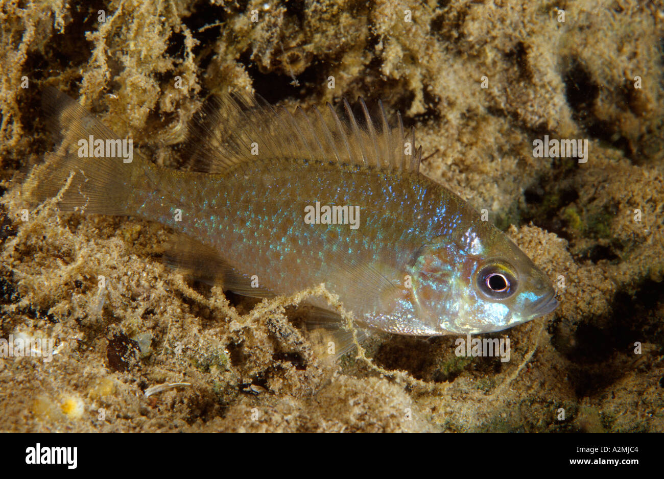 Pumpkinseed sunfish lepomis gibbosus Banque de photographies et d ...
