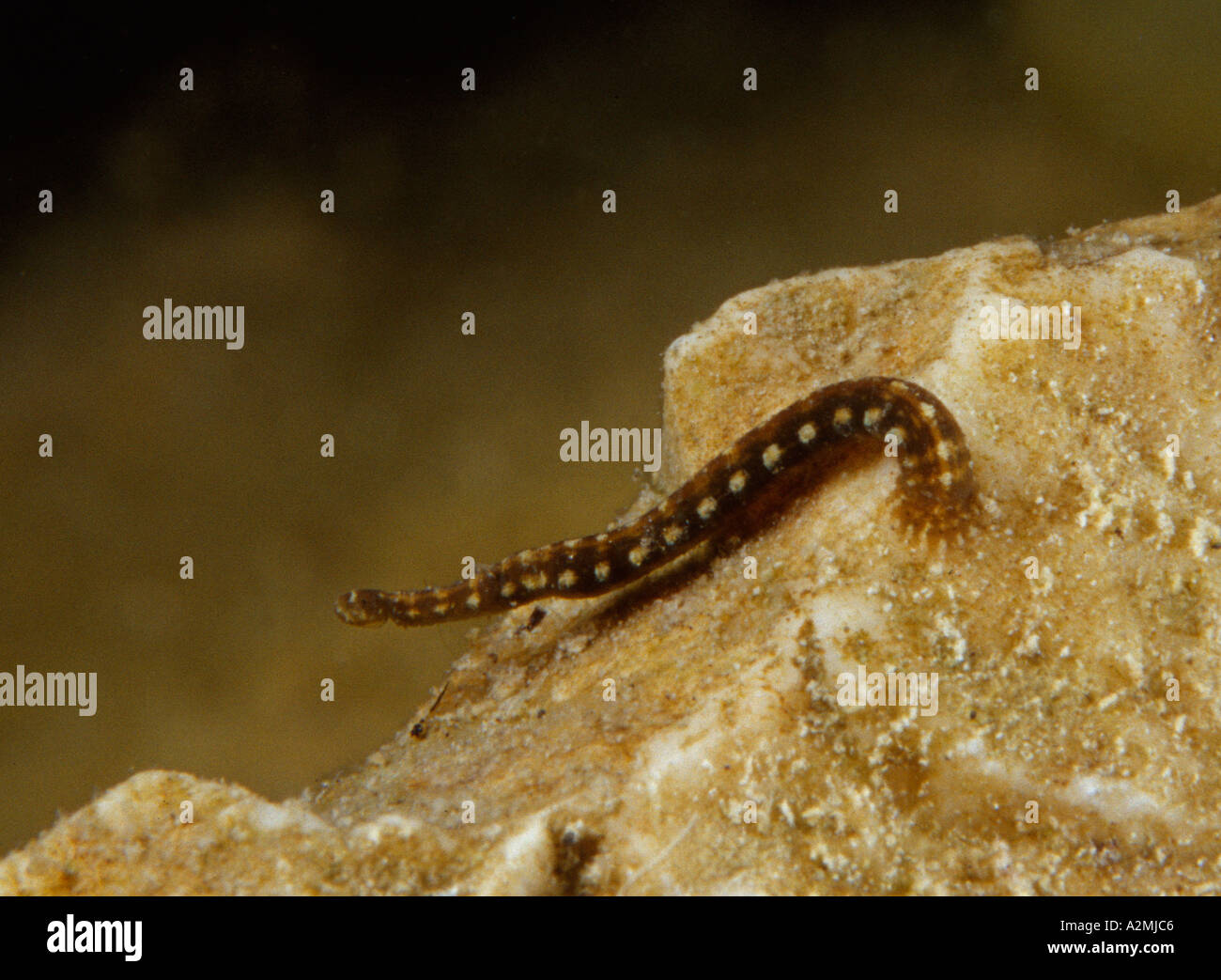 Sangsue hirudinea Banque de photographies et d’images à haute ...