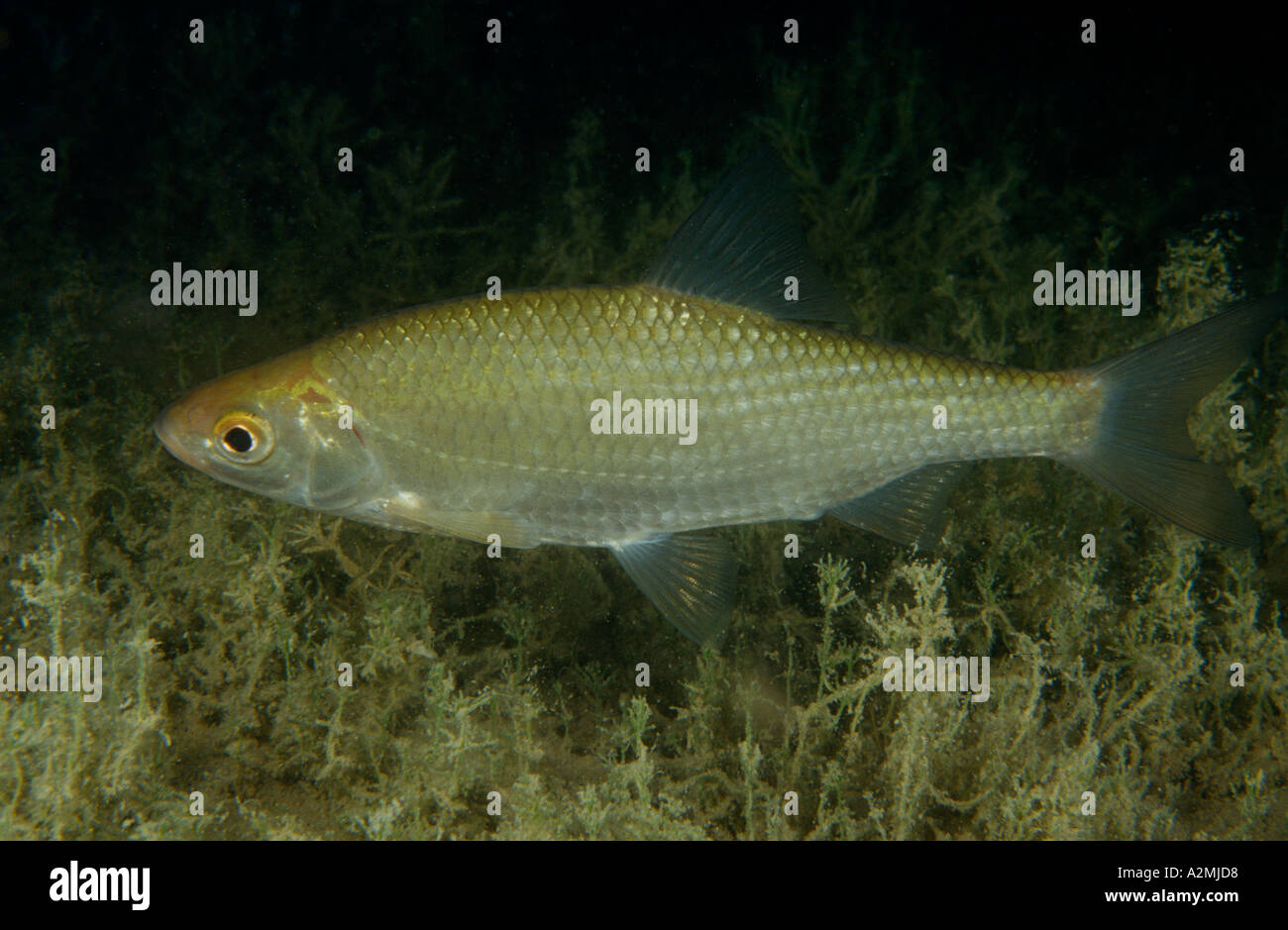 Rutilus rutilus fish Banque de photographies et d’images à haute ...