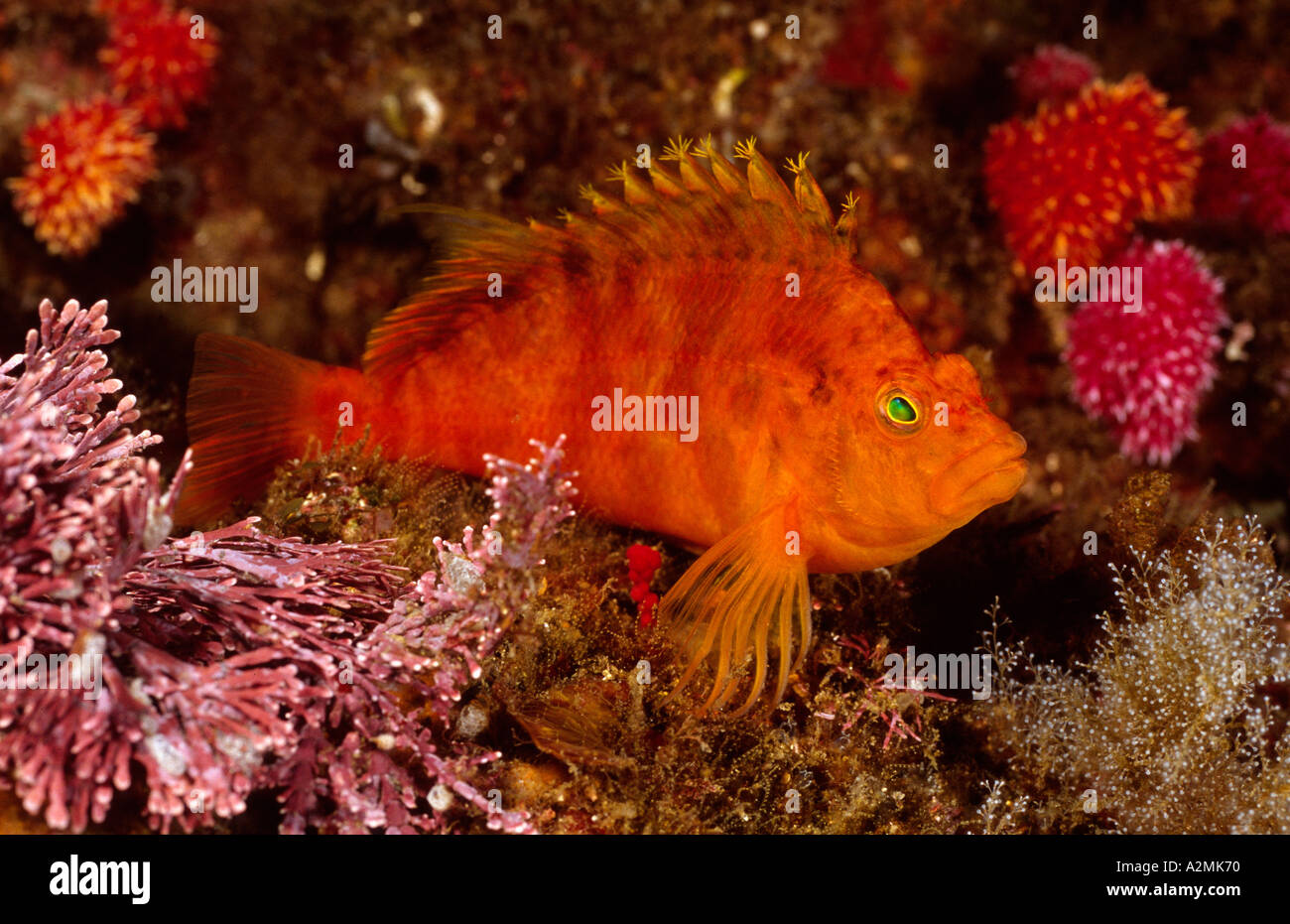 Cirrhitichthys aureus Banque de photographies et d’images à haute ...