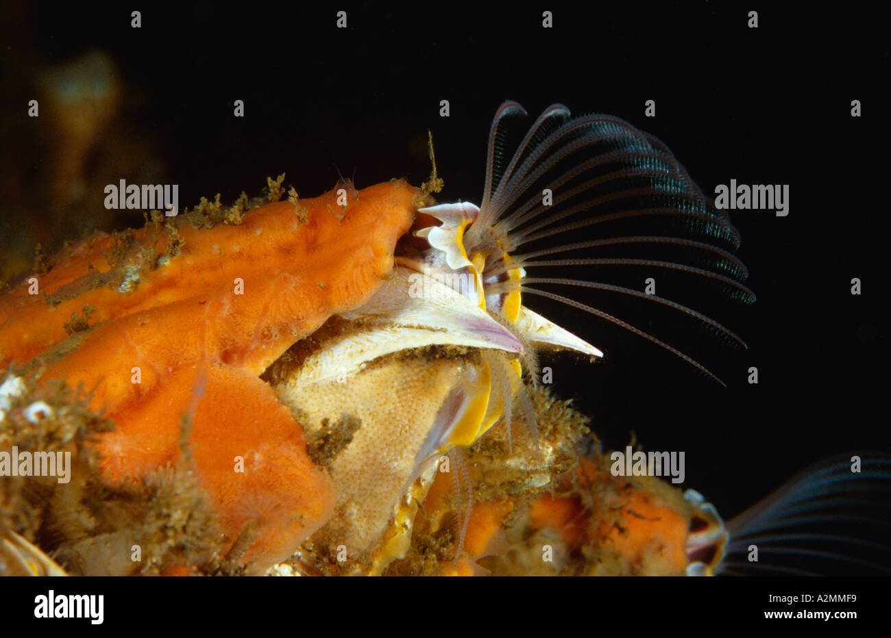 Balanus nubilus Banque de photographies et d’images à haute résolution ...